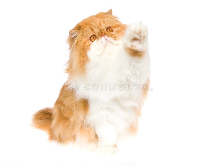 3,867 Red Cat Long Hair Stock Photos - Free & Royalty-Free Stock Photos ...