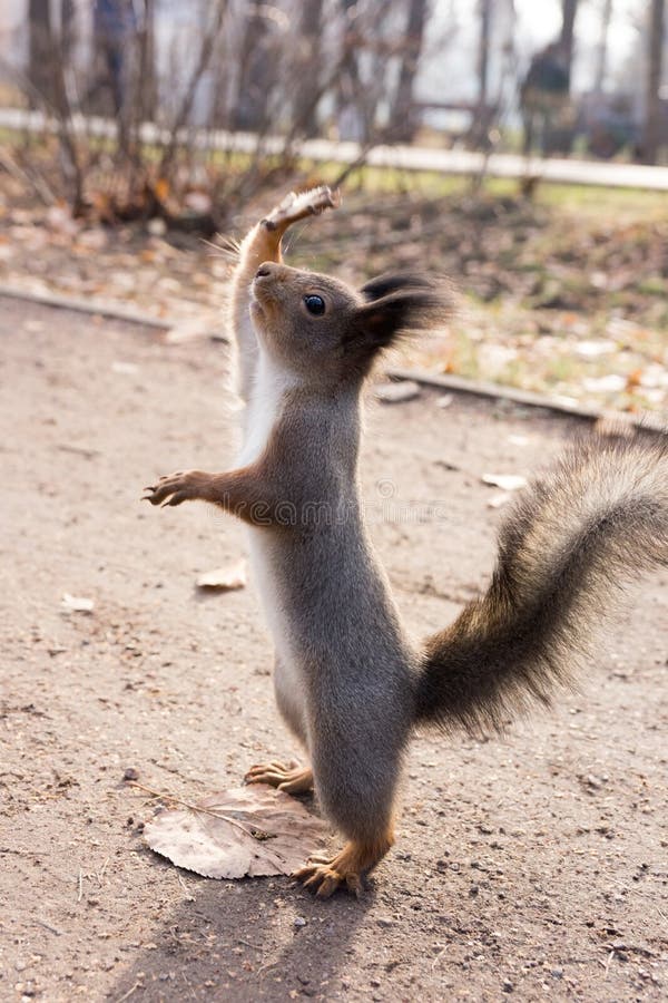 Squirrel High Five Stock Photos - Free & Royalty-Free Stock Photos from ...