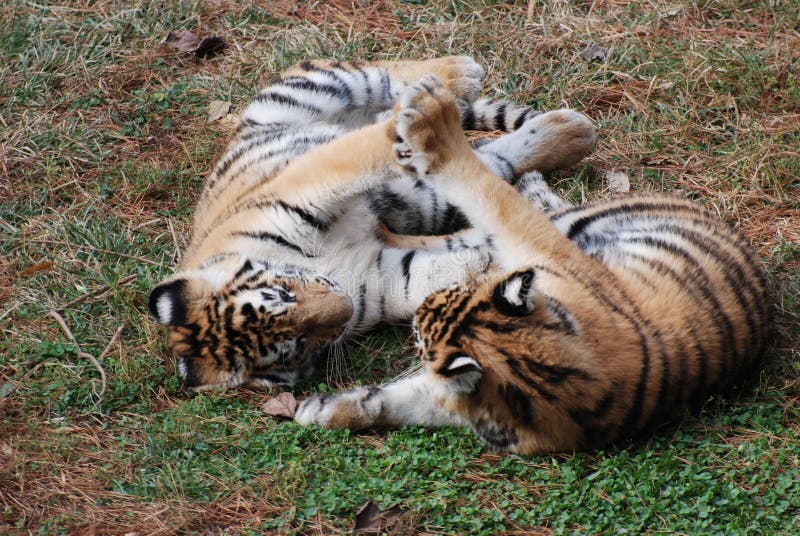 High five tigers stock photo. Image of stripes, russia - 16819856