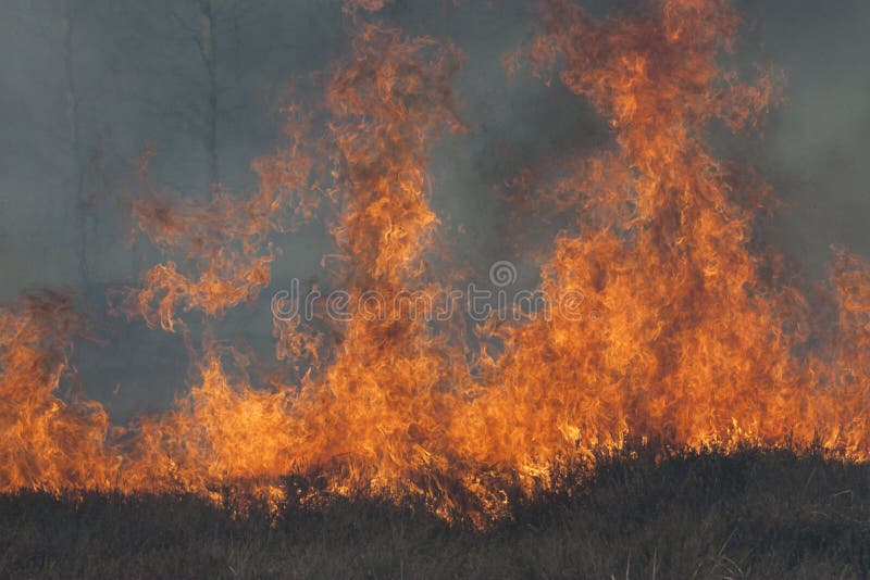 High Flames on Dark Background. Stock Photo - Image of burn, bush: 70304672