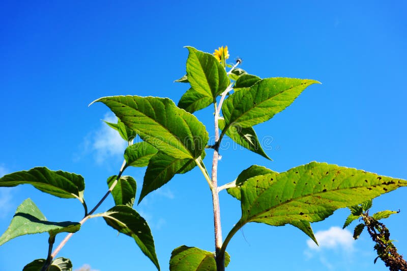 High flowers stock image. Image of natural, tree, flora - 36016983