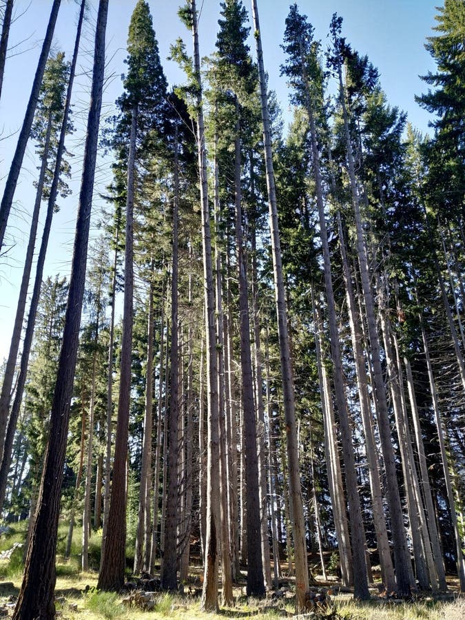 High forest stock image. Image of trunk, nature, plant - 271375803