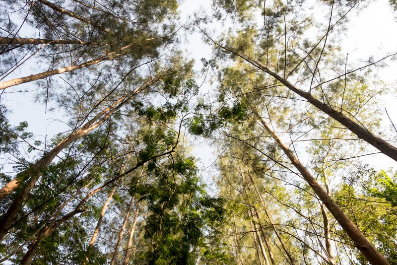 The high forest in nature stock image. Image of concept - 107677273