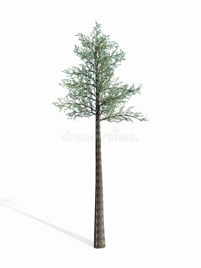 Forest Pine Tree without Leaves Isolated on White Background. Stock ...