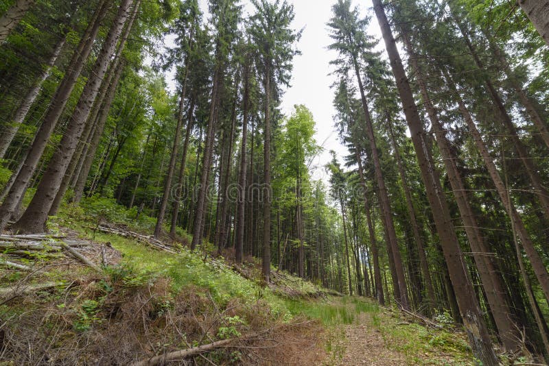 High spruce forest stock photo. Image of forest, trails - 99368102