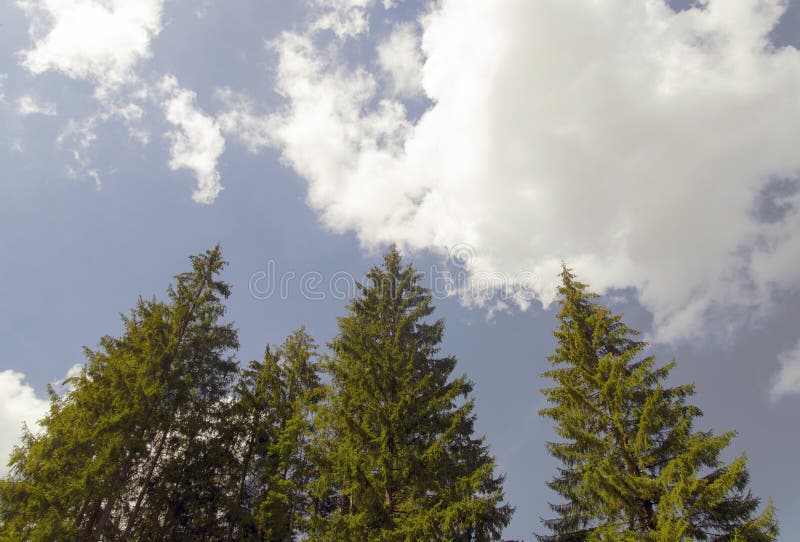 High Forest Trees Go into the Skies Stock Photo - Image of lawn ...