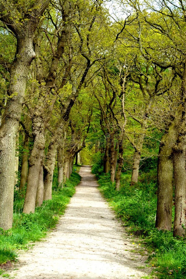 High Forrest Trees in the Woods with Walking Foot Path Stock Image ...