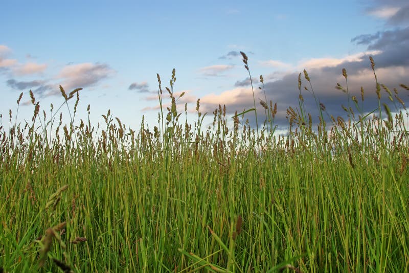 High grass on river bank stock image. Image of grass - 106028341