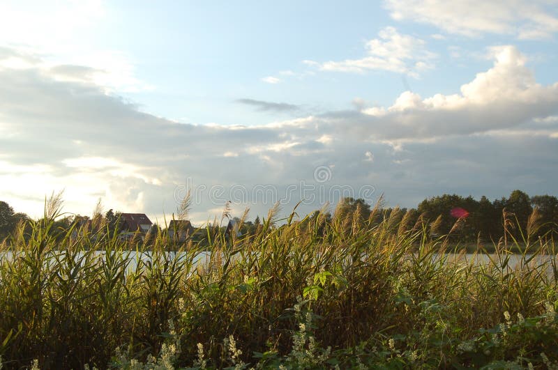 High grass stock photo. Image of landscapes, trees, green - 1251854