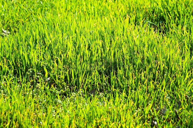 High grass area stock photo. Image of grass, area, green - 61791532