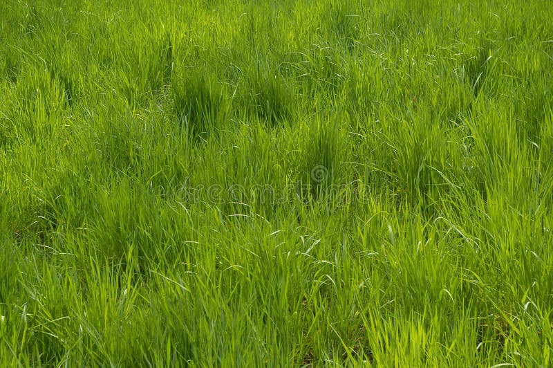 Grass stock photo. Image of long, horizontal, shadow - 54544570