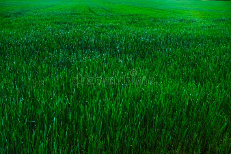 High grass stock image. Image of farming, animal, green - 53821935