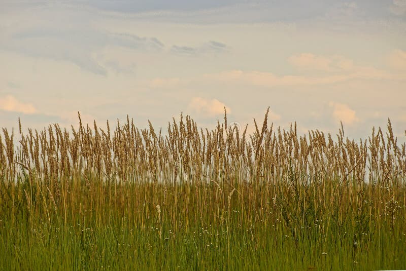 High Grass in the Field Against the Sky Stock Photo - Image of ...