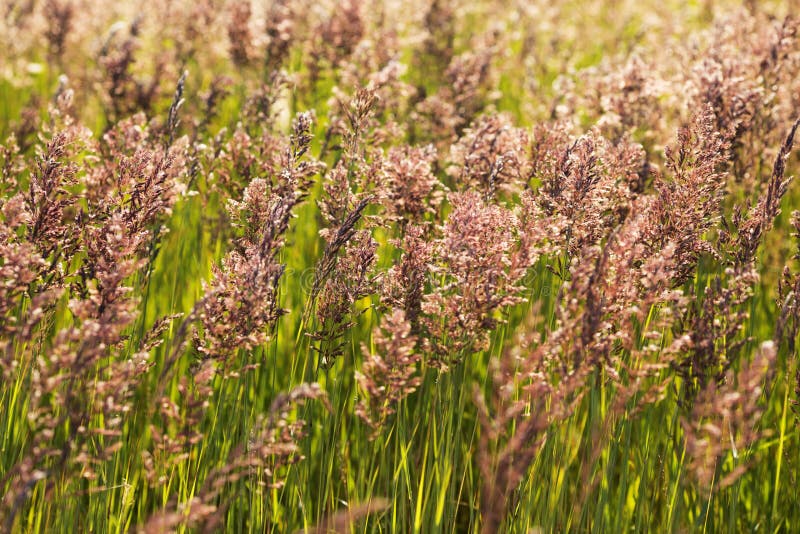 High grass in the field stock image. Image of countryside - 42433877