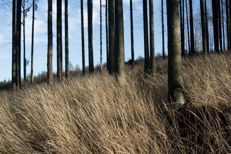 High grass in the forest. stock photo. Image of detail - 104180844
