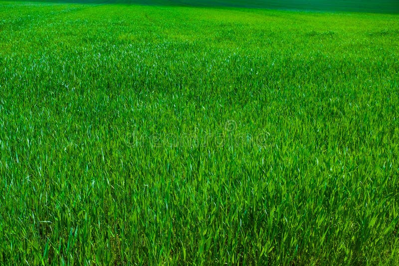 High grass stock photo. Image of cole, green, foreground - 53821974