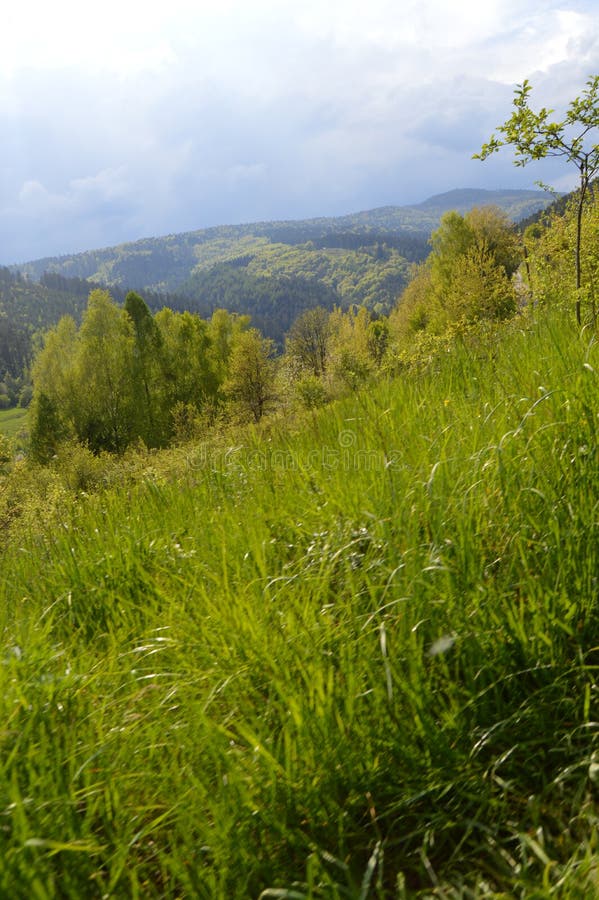 High grass stock photo. Image of foliage, high, bloom - 70911838