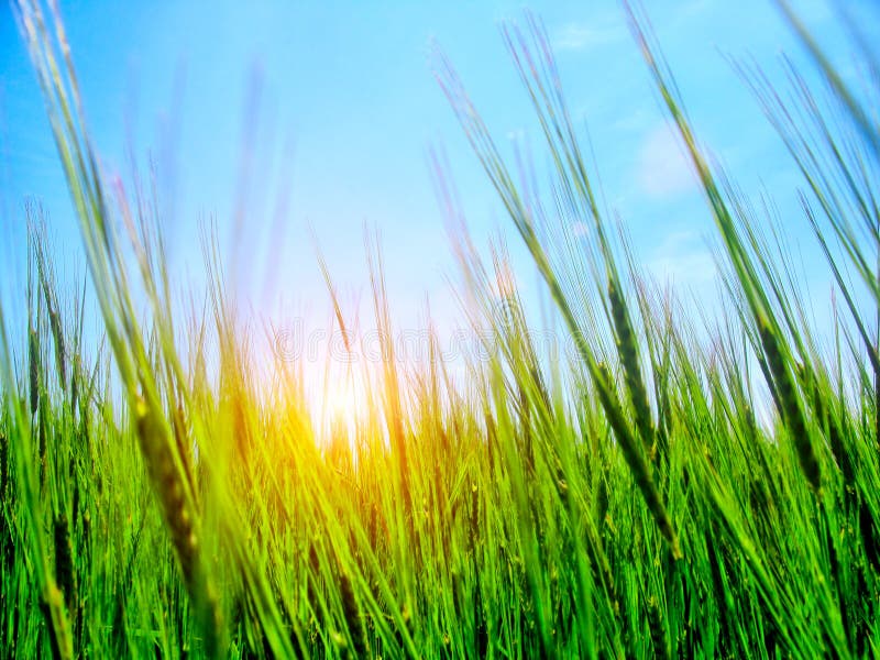 High grass and sky stock image. Image of rays, high, grassland - 11750341