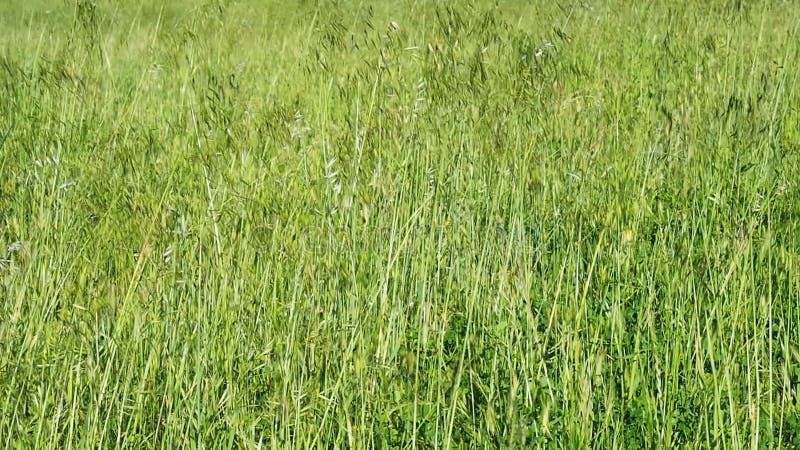 High Grass on the Lake Shore during Sunset. Stock Video - Video of wave ...