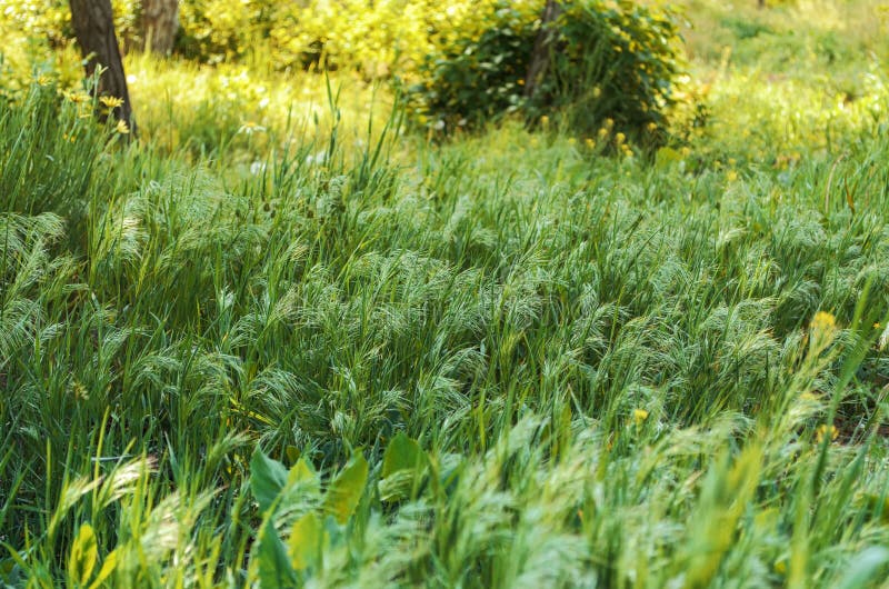 High grass in the wood. stock image. Image of meadow - 78318375