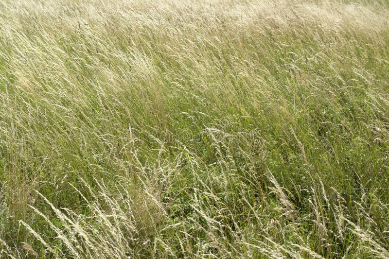 High grassland background stock image. Image of kernel - 32217455