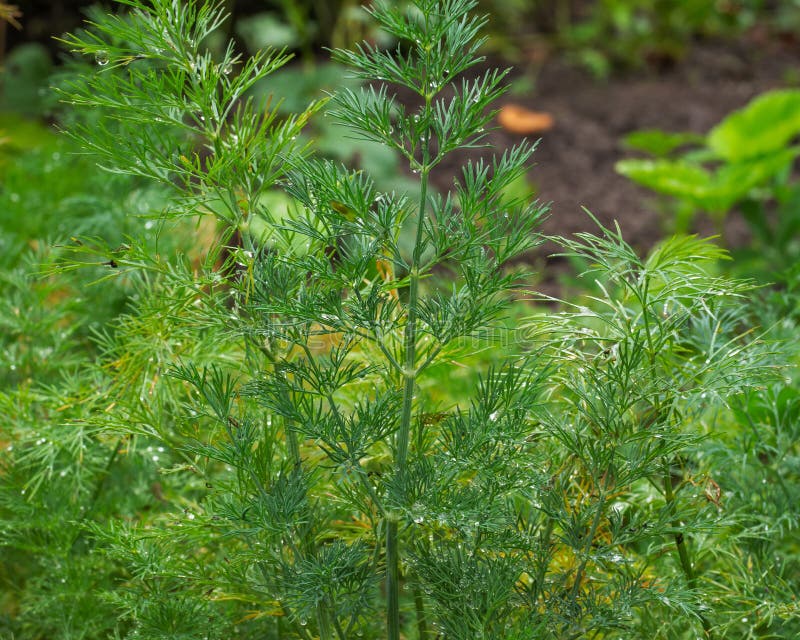 High Green Dill Growing in the Garden in the Garden in Sunny Day Stock ...