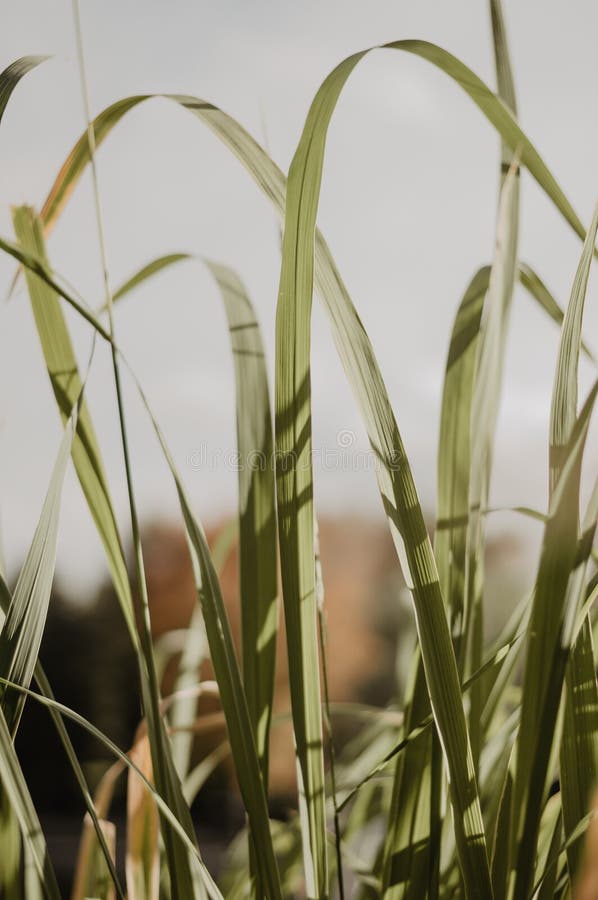 High Green Grass in the Autumn Park Stock Photo - Image of park, plant ...