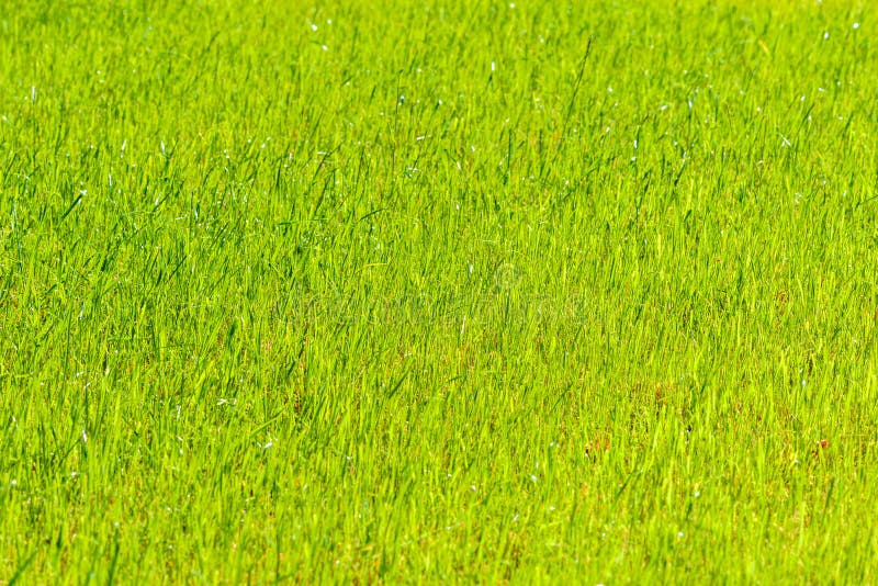 High Green Grass Background. Stock Photo - Image of fresh, nature ...