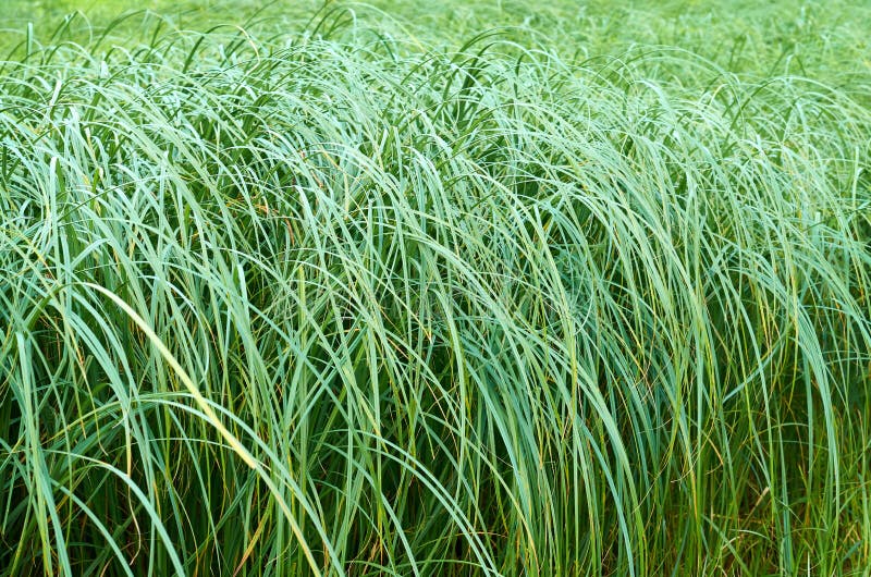 High Green Grass. Background of Nature Stock Image - Image of grow ...