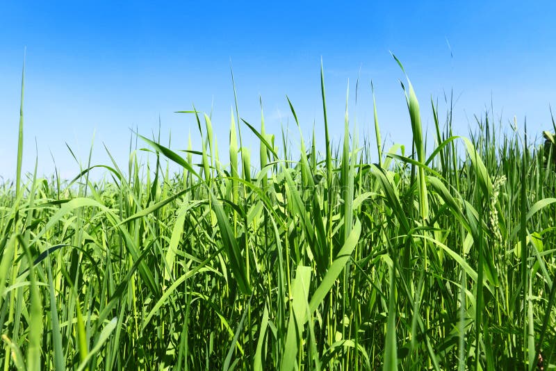 High Green Grass and Blue Sky Stock Image - Image of rural, background ...