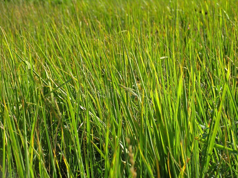 High green grass. Sedge stock image. Image of turf, foliage - 47862191