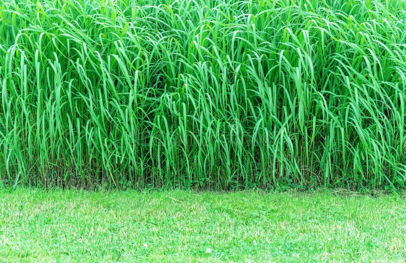 High Green Grass in the Summer Garden Stock Photo - Image of vegetation ...