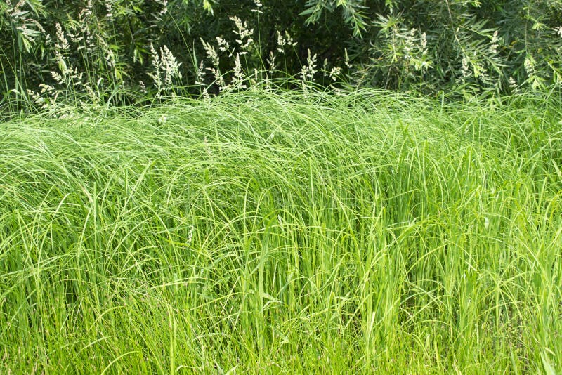 High, Green Grass and Willows Stock Image - Image of willows, bank ...