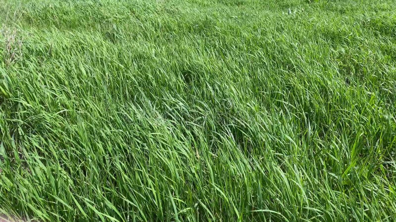 High Green Grass in High Winds. Movement of Wind Gusts in the Field ...