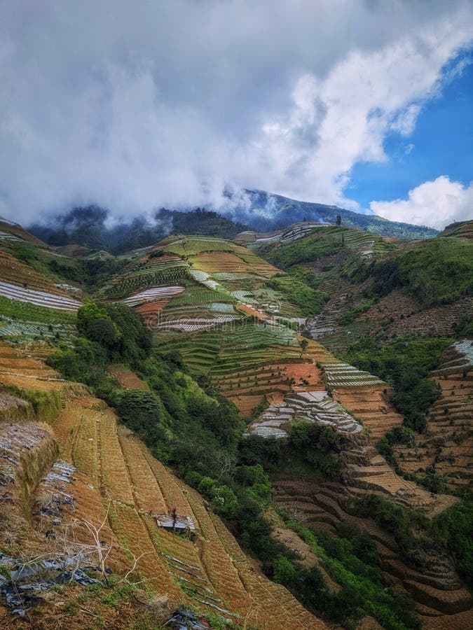 High Green Grass Closeup. White Birch Trees with Bright Yellow F Stock ...