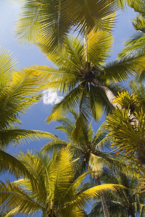 High green palm trees stock image. Image of beauty, botany - 108799579