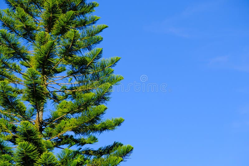 High Pine Tree with Blue Sky on Background Stock Image - Image of ...