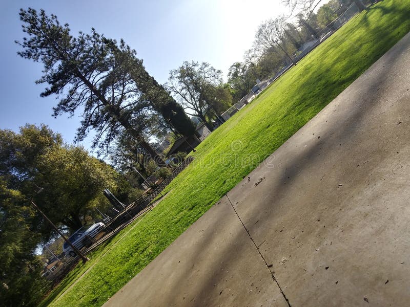 High green tree stock photo. Image of california, park - 178146014