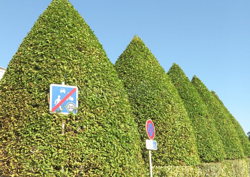 High Hedge of an Interesting Shape Stock Image - Image of housing ...