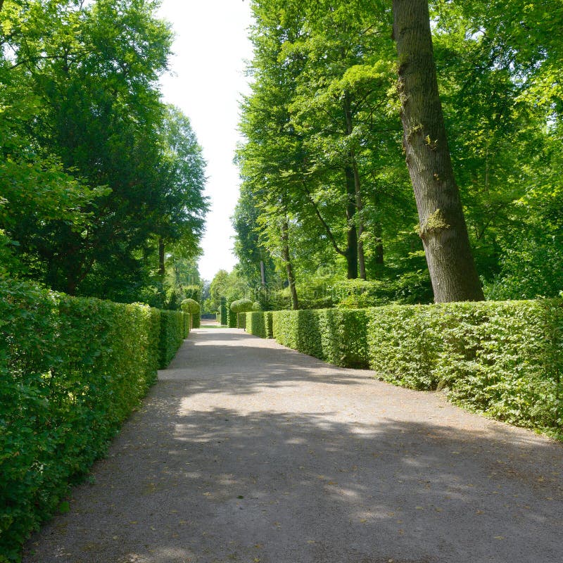 High hedges in the park stock image. Image of grass - 324509279
