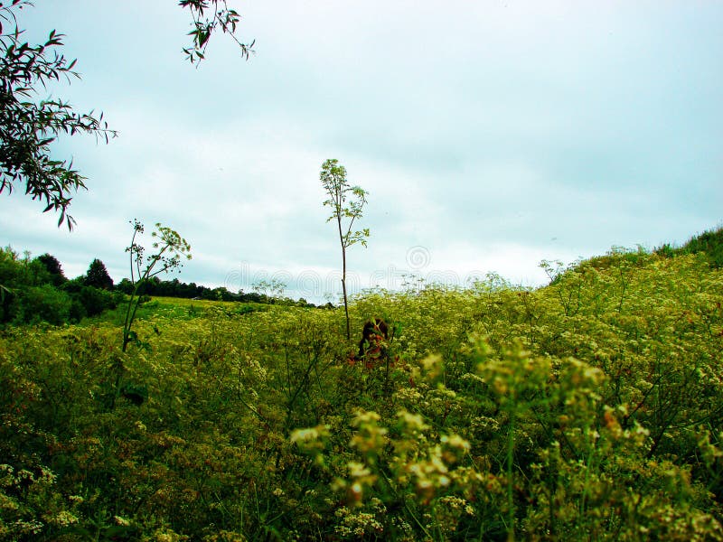 High herb stock image. Image of sheet, herb, flowerses - 7259889