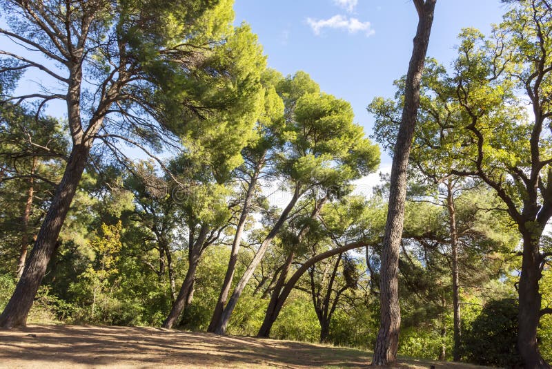High italian pine stock image. Image of crimea, tall - 188259519