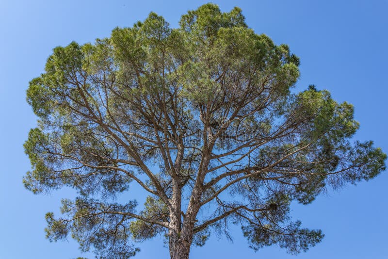 Italian Stone Pine Tree In Front Of Villa Rufolo With Beautiful Stock ...
