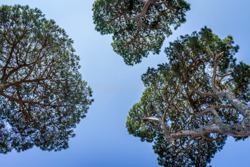 High Italian Stone Pine Trees with Blue Sky in Day Light Stock Image ...