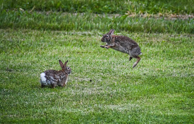 High jumping bunny stock photo. Image of greass, bunny - 185579706