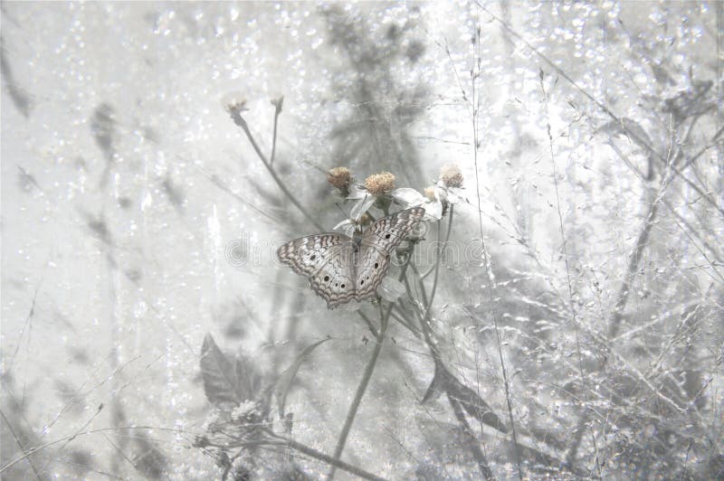 High Key Butterfly stock photo. Image of butterfly, texture - 51942540