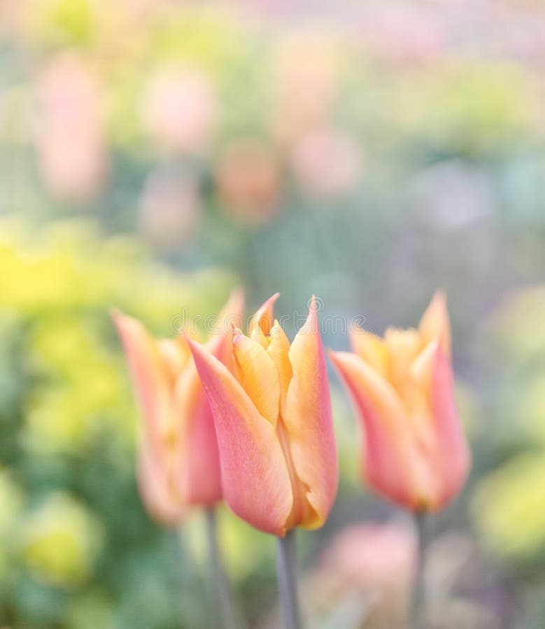 High Key Image of Tulips in Pastel Colours. Stock Image - Image of ...