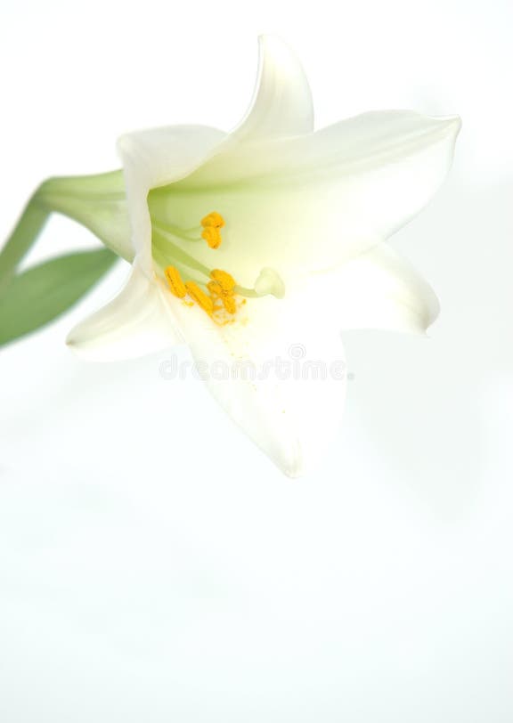 High key lily stock photo. Image of purity, lily, flora - 577012