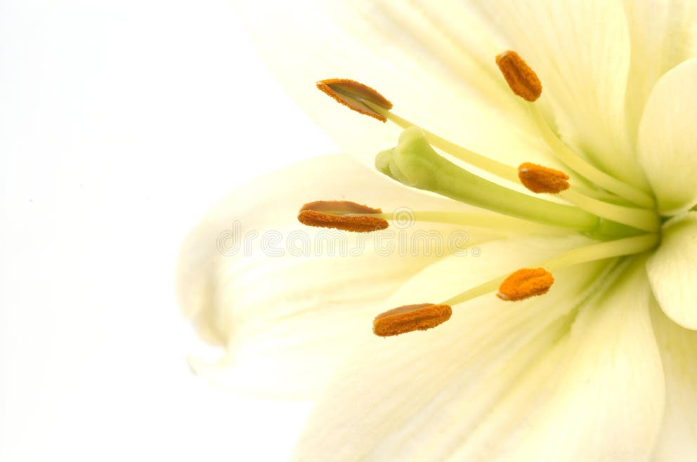 High key lily stock photo. Image of flora, concept, love - 768388