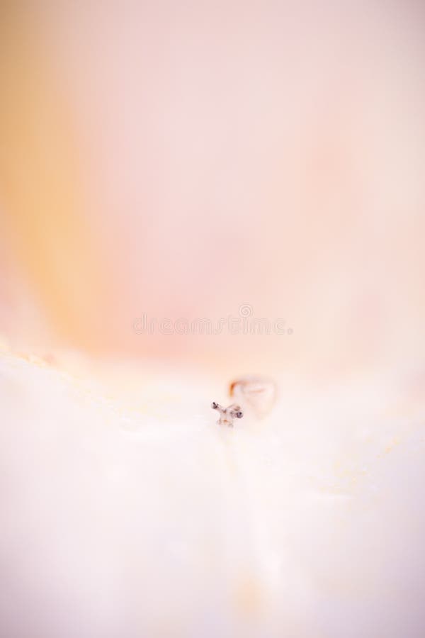 High-key translucent snail stock photo. Image of gastropoda - 227109568